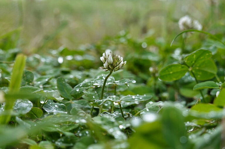 5 Powerful Reasons to Plant a Cover Crop in Your Garden – Garden Guide