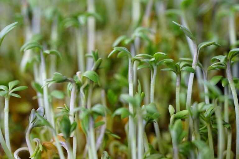 Cress: A Nutrient-Rich Green with Versatile Culinary Appeal – Garden Guide