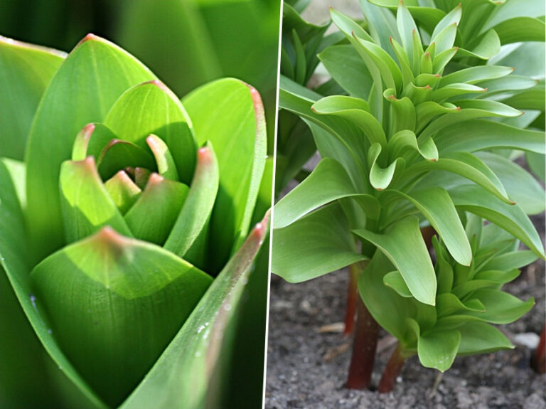 Majestic and Mysterious: The Art of Crown Imperial Care – Garden Guide