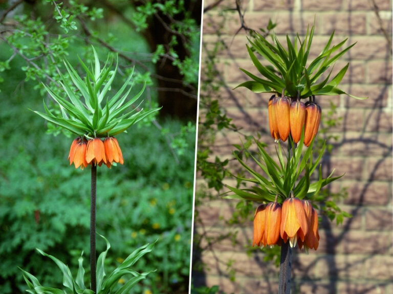 Majestic and Mysterious: The Art of Crown Imperial Care – Garden Guide