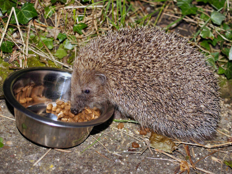 Cultivating a Hedgehog-Friendly Garden: Nurturing Nature’s Precious ...
