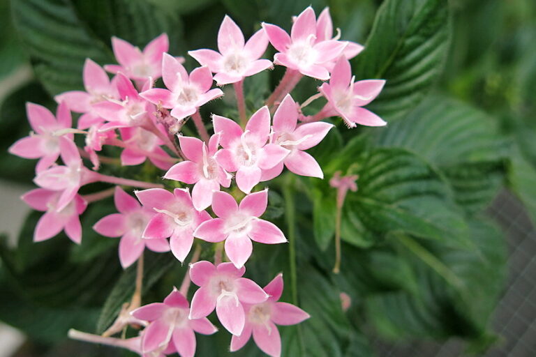 Starry Blooms: Brighten Your Garden with the Vibrant Egyptian ...