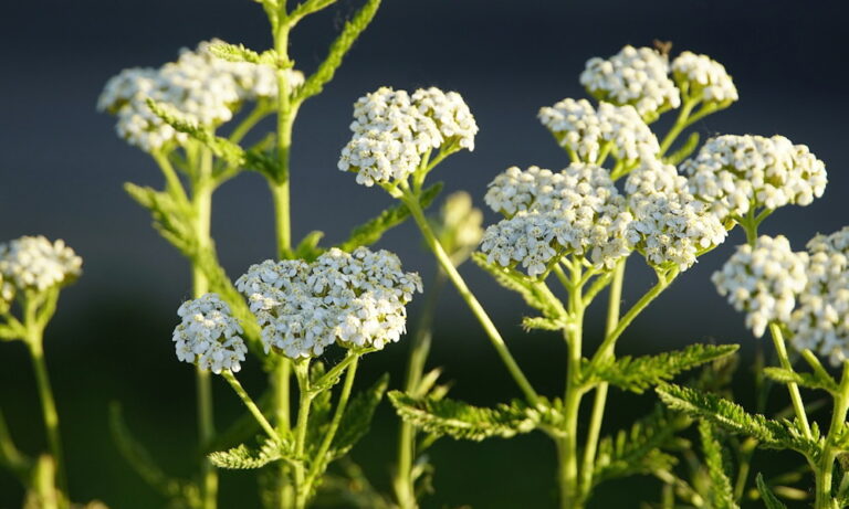 Embracing Common Yarrow: Your Garden’s Medicinal Treasure – Garden Guide