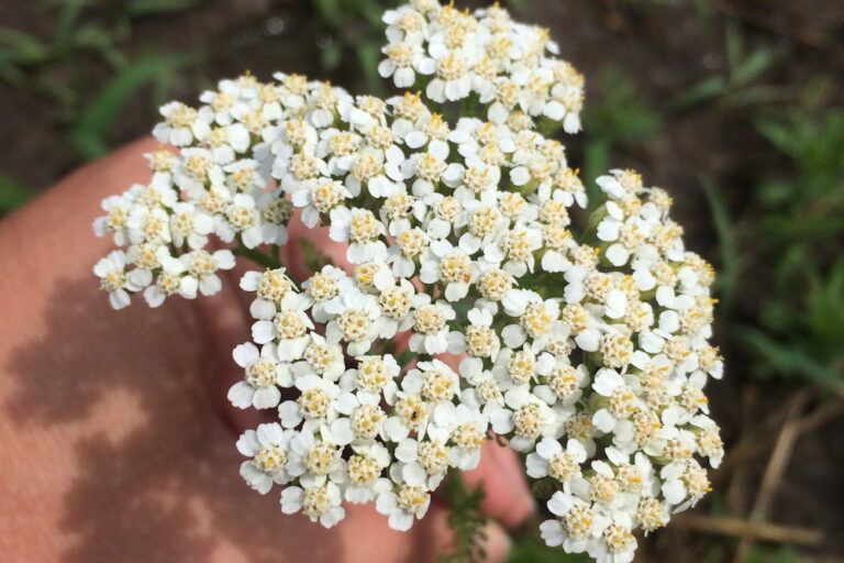 Embracing Common Yarrow: Your Garden’s Medicinal Treasure – Garden Guide