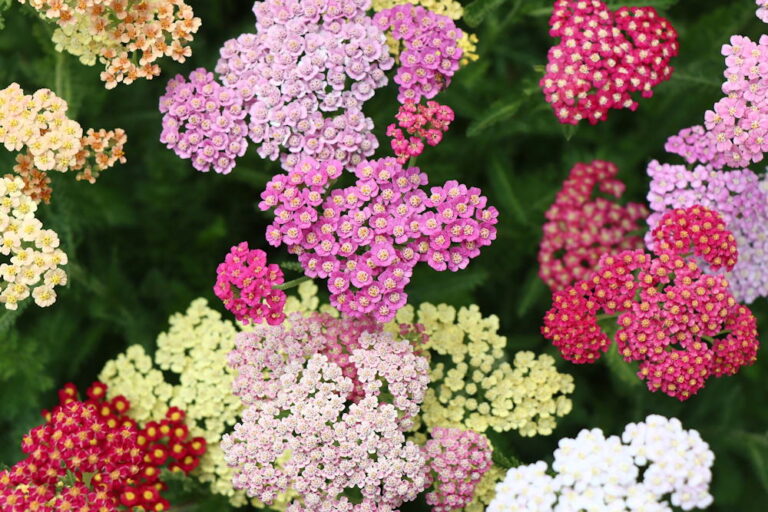 Embracing Common Yarrow: Your Garden’s Medicinal Treasure – Garden Guide