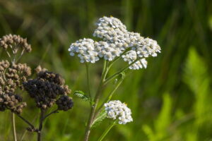 Embracing Common Yarrow: Your Garden’s Medicinal Treasure – Garden Guide