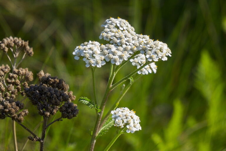 Embracing Common Yarrow: Your Garden’s Medicinal Treasure – Garden Guide