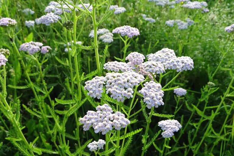 Embracing Common Yarrow: Your Garden’s Medicinal Treasure – Garden Guide