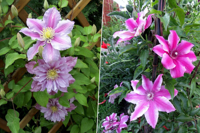 Unveiling the Enchanting Beauty of Clematis: A Guide to Growing and ...