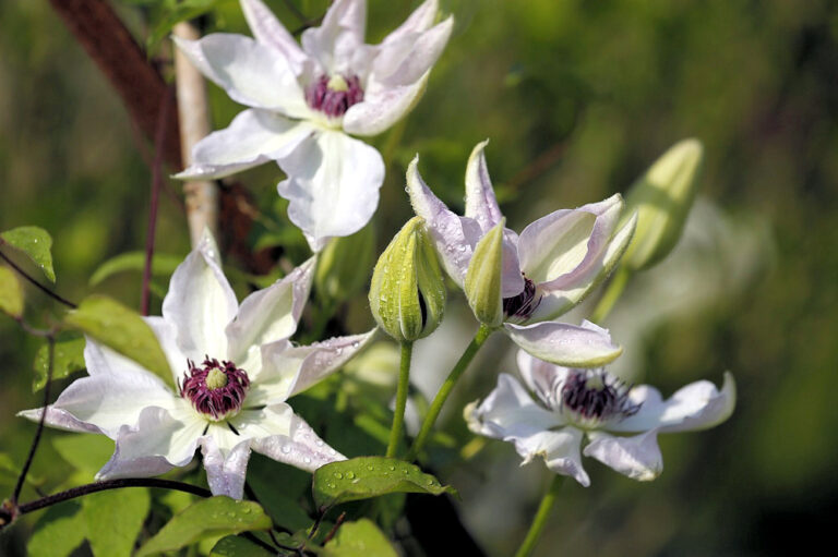 Unveiling the Enchanting Beauty of Clematis: A Guide to Growing and ...