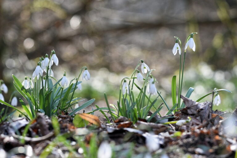 Embracing the Ephemeral Beauty of Snowdrops: A Guide to Planting and ...