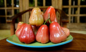 Exploring the Exotic: A Guide to Growing Rose Apples in Your Garden ...
