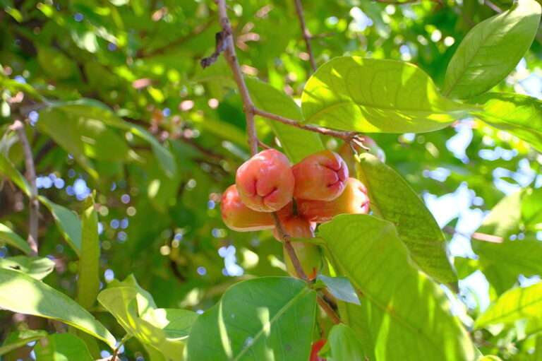 Exploring the Exotic: A Guide to Growing Rose Apples in Your Garden ...