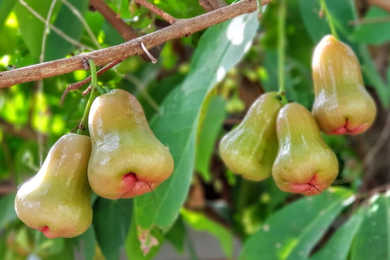 Exploring the Exotic: A Guide to Growing Rose Apples in Your Garden ...