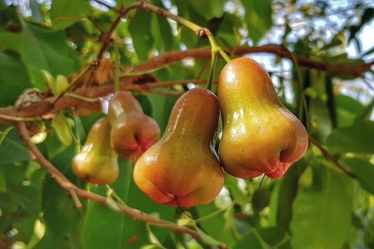 Exploring the Exotic: A Guide to Growing Rose Apples in Your Garden ...