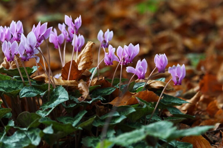 Year-Round Garden Elegance: Exploring Cyclamen Choices – Garden Guide