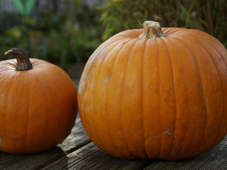 From Pumpkin to Jack-o’-Lantern: A Step-by-Step Carving Tutorial ...