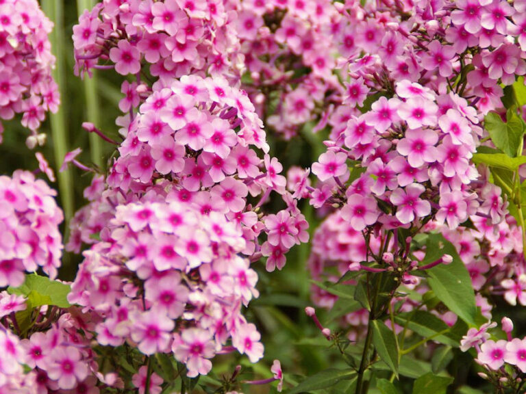 Maximizing the Blooming Season of Garden Phlox: A Pruning Guide for ...