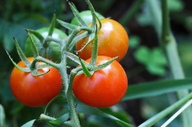 A Gardener’s Guide to Soil: Discover the Best Types for Your Garden ...