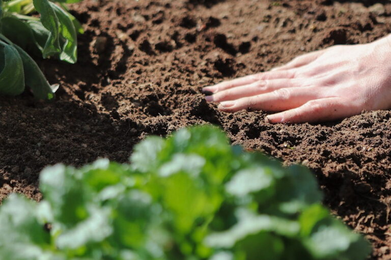 A Gardener’s Guide to Soil: Discover the Best Types for Your Garden ...