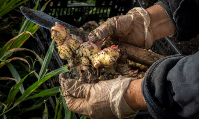 Cultivating Ginger at Home: A Greenhouse Gardeners’ Guide – Garden Guide