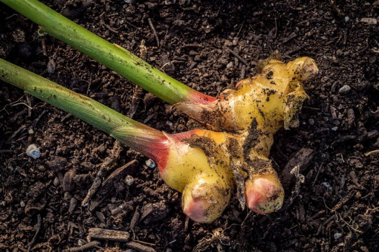 Cultivating Ginger at Home: A Greenhouse Gardeners’ Guide – Garden Guide