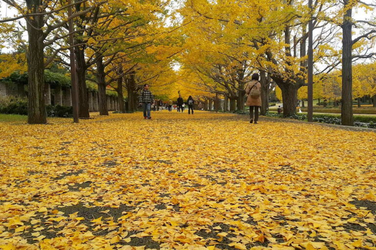 Ginkgo Biloba’s Golden Elegance: Exploring the Seasonal Grandeur of ...