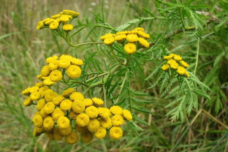 Golden Buttons, Green Shield: Using Tansy for Natural Garden Protection ...