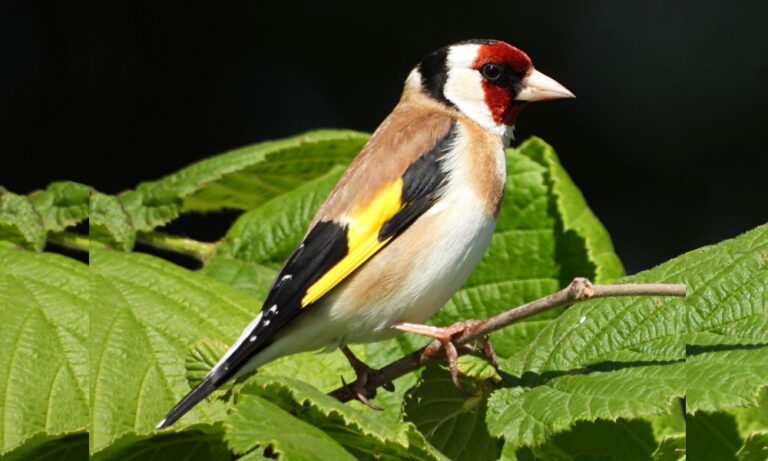 Goldfinch Nesting in Your Backyard: Know the Dos and Don’ts – Garden Guide