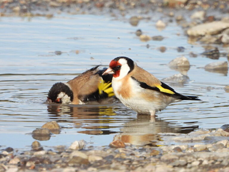 Goldfinch Nesting in Your Backyard: Know the Dos and Don’ts – Garden Guide