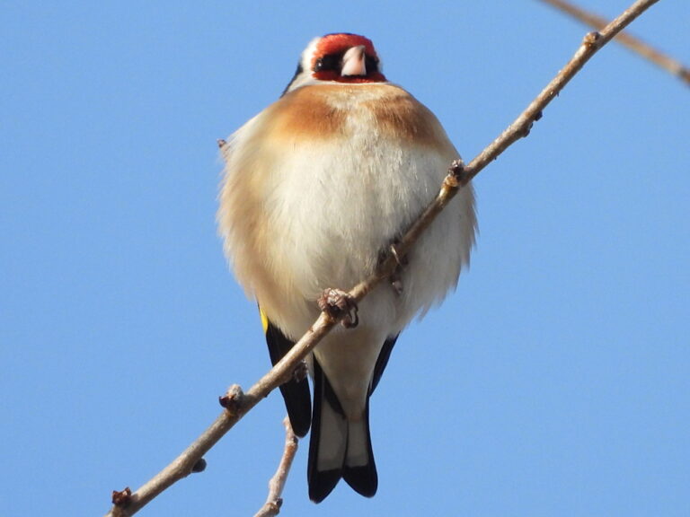 Goldfinch Nesting in Your Backyard: Know the Dos and Don’ts – Garden Guide