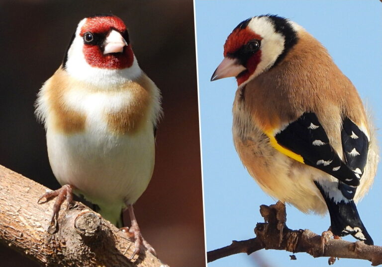 Goldfinch Nesting in Your Backyard: Know the Dos and Don’ts – Garden Guide