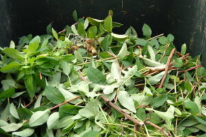 Green Gardening in June: Eco-Friendly Tips for a Thriving Outdoor Space ...