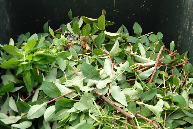 Green Gardening in June: Eco-Friendly Tips for a Thriving Outdoor Space ...
