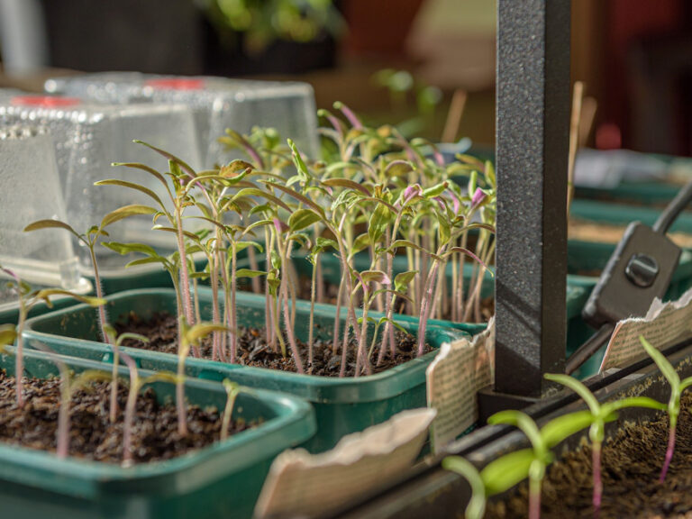 Cultivate Your Own Tomato Paradise: A Step-by-Step Guide to Starting ...
