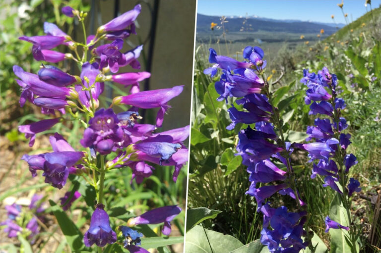 Unveiling the Beauty of Beardtongues: A Guide to Growing Penstemon in ...
