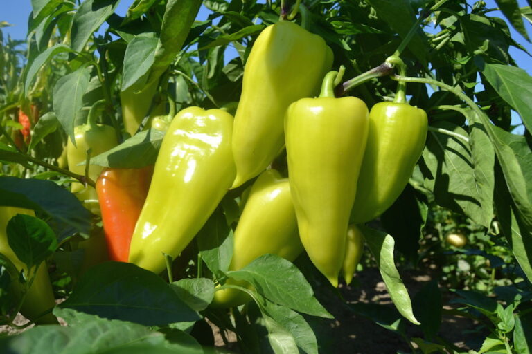 Growing Peppers with Care: A Guide to Cultivation and Harvest – Garden ...