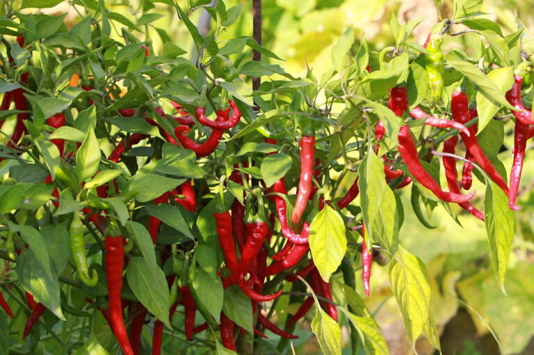 Growing Peppers with Care: A Guide to Cultivation and Harvest – Garden ...