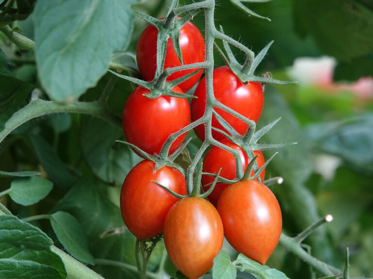 Balcony Tomato Gardening: Tips for Successful Growth – Garden Guide