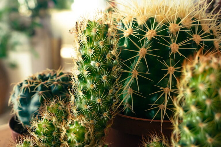 Thriving Through Winter: A Guide to Overwintering Potted Cacti with ...