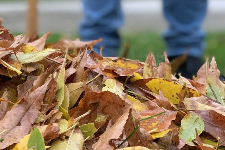 Embracing Autumn’s Bounty: A Guide to Composting Leaves from Your ...