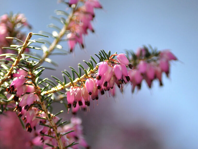Embracing the Beauty of Winter Bloomers: Winter Heath and Common ...