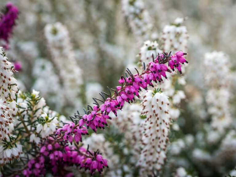 Embracing the Beauty of Winter Bloomers: Winter Heath and Common ...