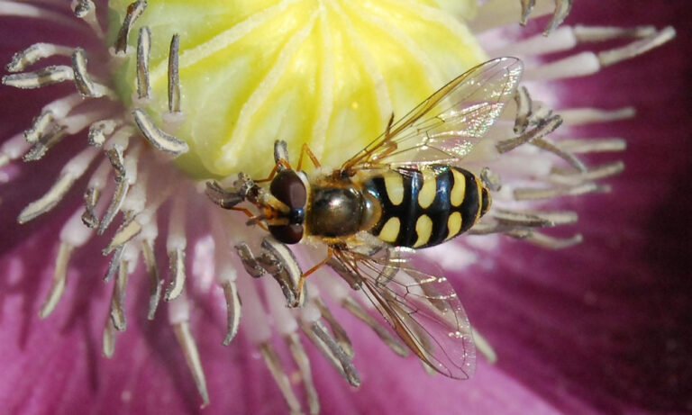 The Garden’s Secret Superheroes: Discover the Benefits of Hover Flies ...