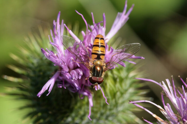 The Garden’s Secret Superheroes: Discover the Benefits of Hover Flies ...