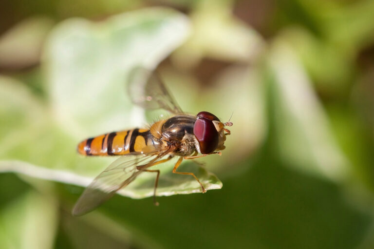 The Garden’s Secret Superheroes: Discover the Benefits of Hover Flies ...