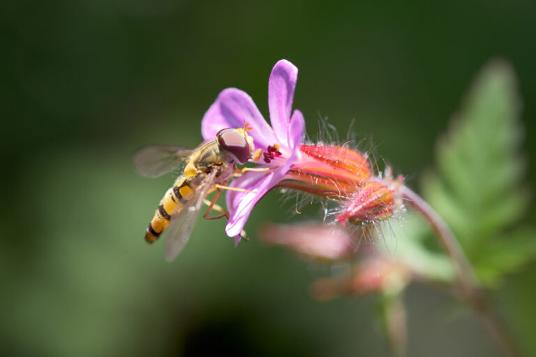 The Garden’s Secret Superheroes: Discover the Benefits of Hover Flies ...