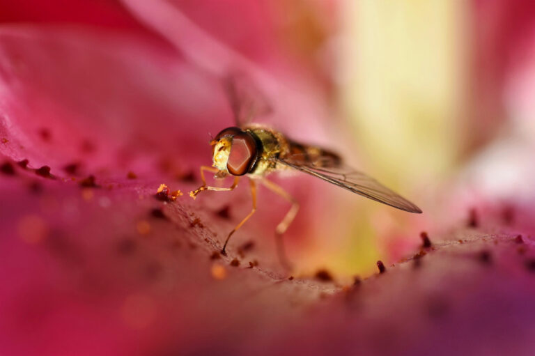 The Garden’s Secret Superheroes: Discover the Benefits of Hover Flies ...