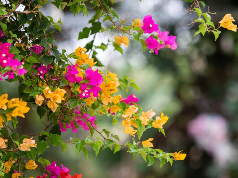 Bougainvillea Magic: How to Grow Lush, Colorful Blooms All Season Long ...