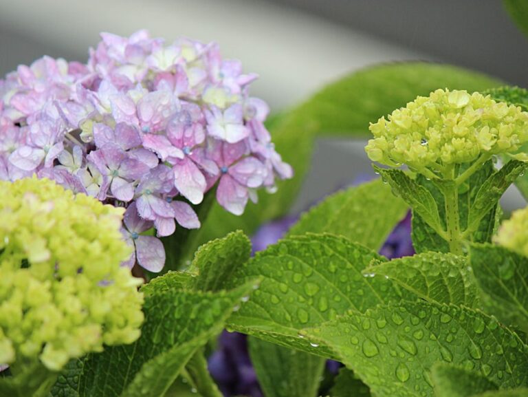 Propagating Hydrangea: A Guide to Successful Garden Expansion – Garden ...